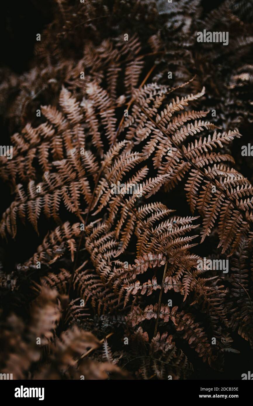 A vertical shot of growing Polypodiophyta plants in the forest Stock ...