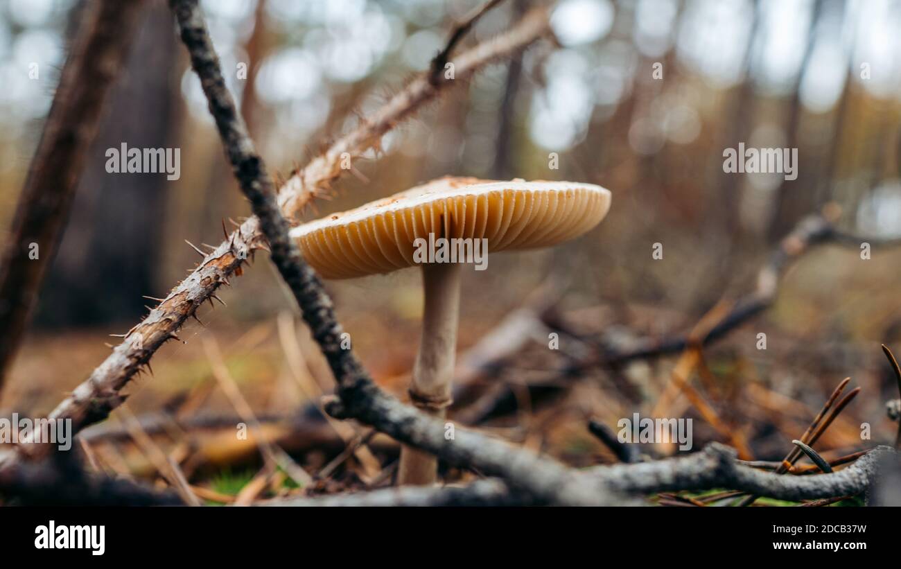 Close-up image of Grisette mushroom (Amanita vaginata) mushroom in the ...