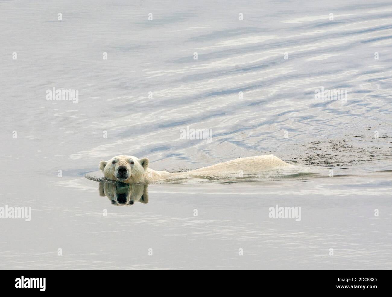 polar bear (Ursus maritimus), swimming , Norway, Svalbard Stock Photo ...