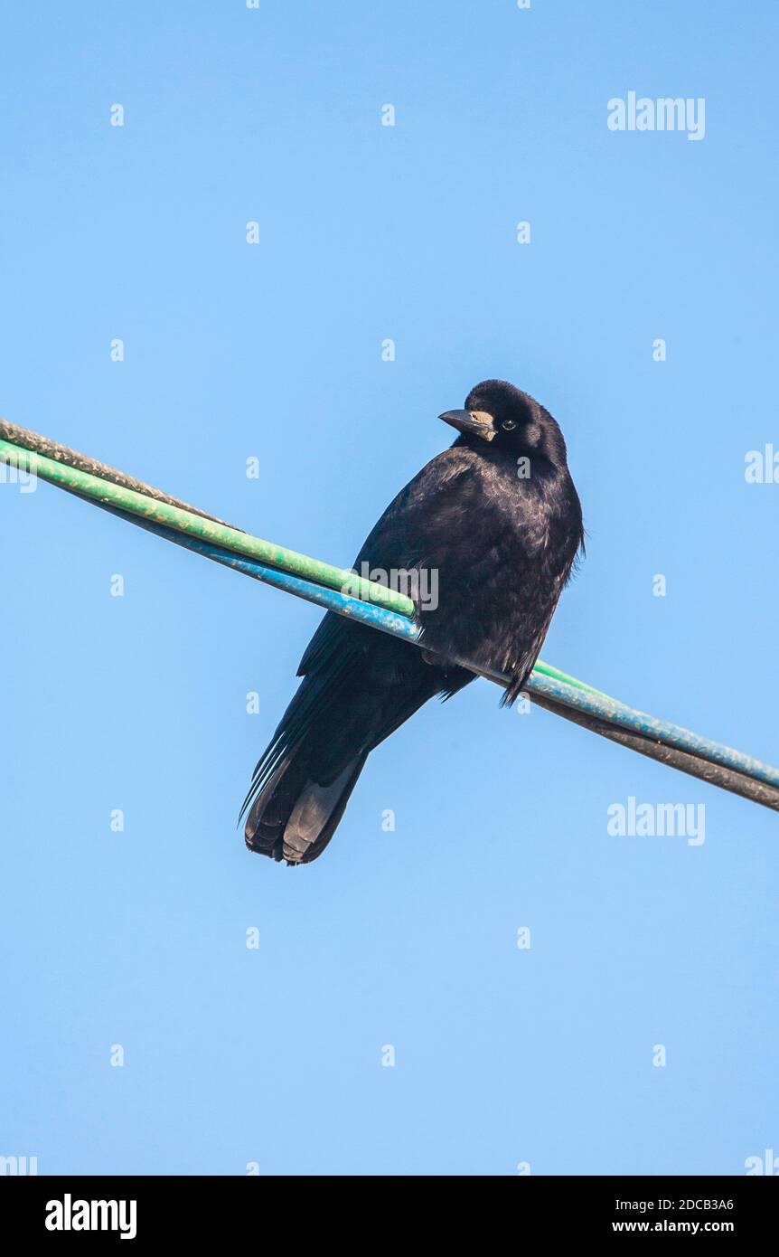 Eastern rook (Corvus frugilegus pastinator, Corvus pastinator ...