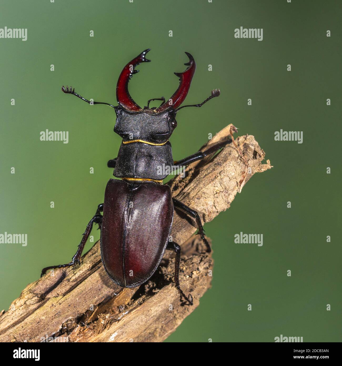 stag beetle, European stag beetle (Lucanus cervus), male on a branch ...