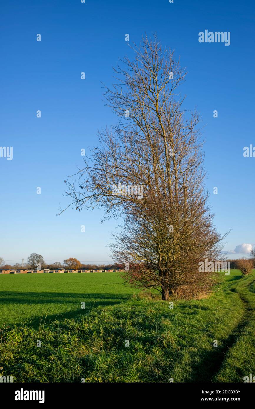 A line of similar farm sheds, Cawood, Vale of York, North Yorkshire, UK ...