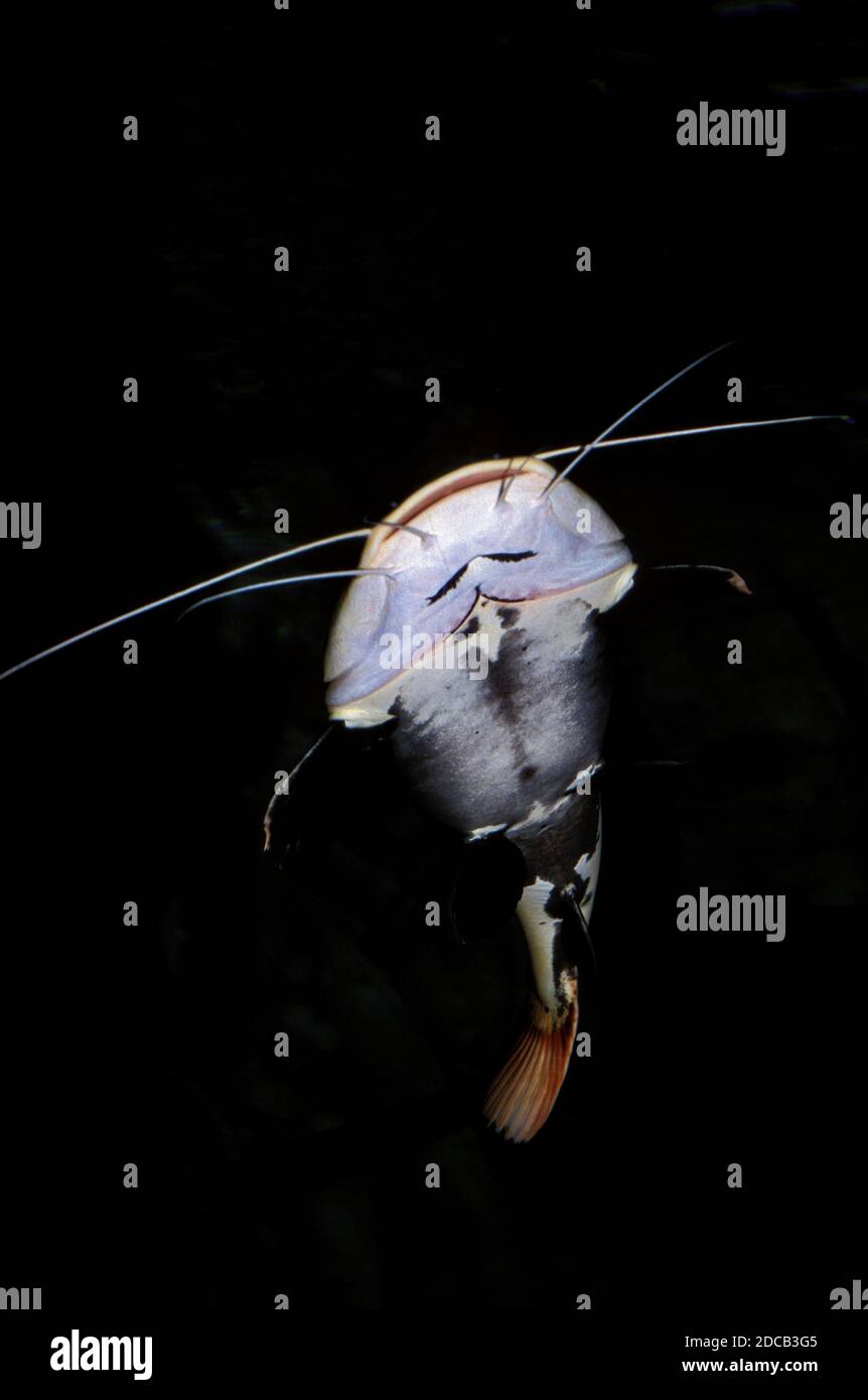 FLATHEAD CATFISH pylodictis olivaris, ADULT, UNDERSIDE VIEW Stock Photo ...