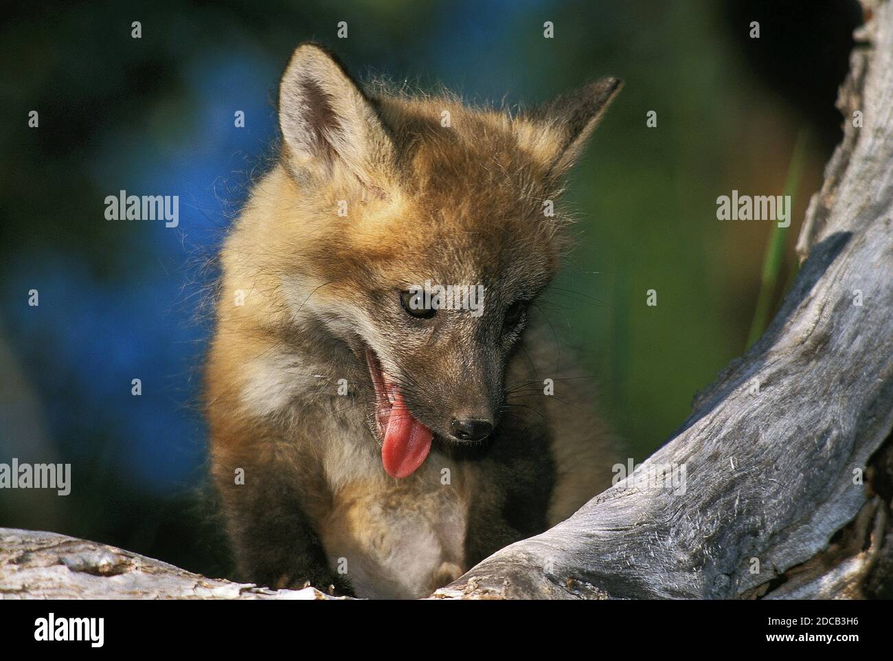 RED FOX vulpes vulpes, PORTRAIT OF CUB WITH TONGUE OUT Stock Photo - Alamy