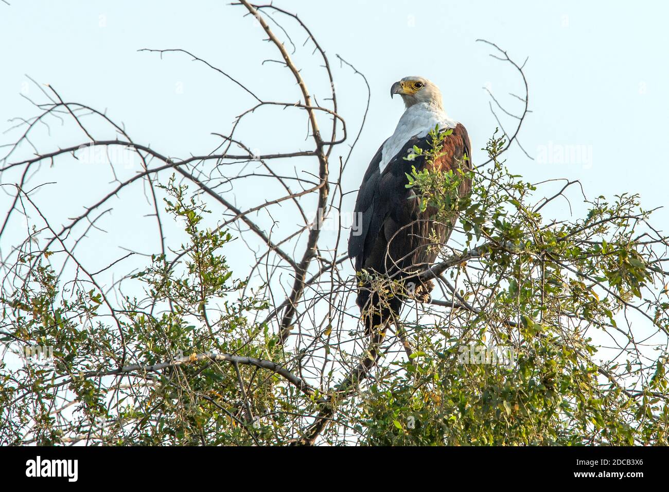 African fish eagle namibia hi-res stock photography and images - Alamy