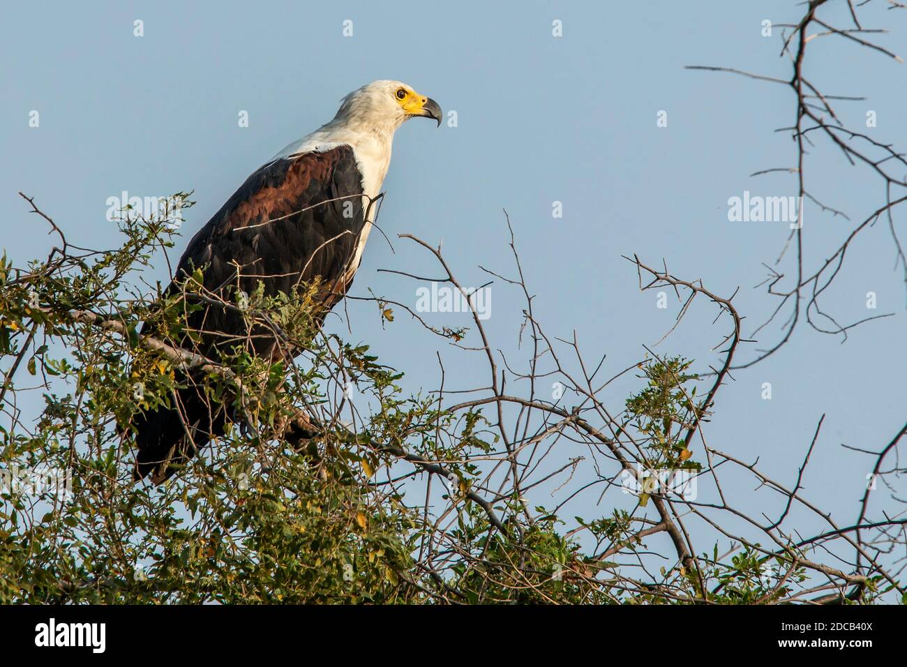 African fish eagle namibia hi-res stock photography and images - Alamy