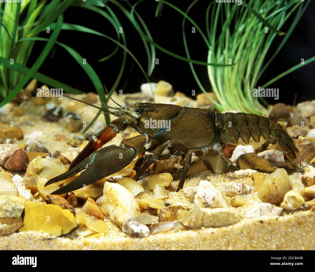 Californian crayfish hi-res stock photography and images - Alamy