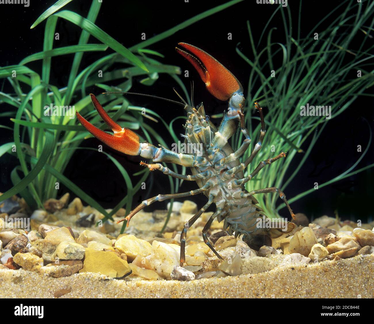 Californian crayfish hi-res stock photography and images - Alamy