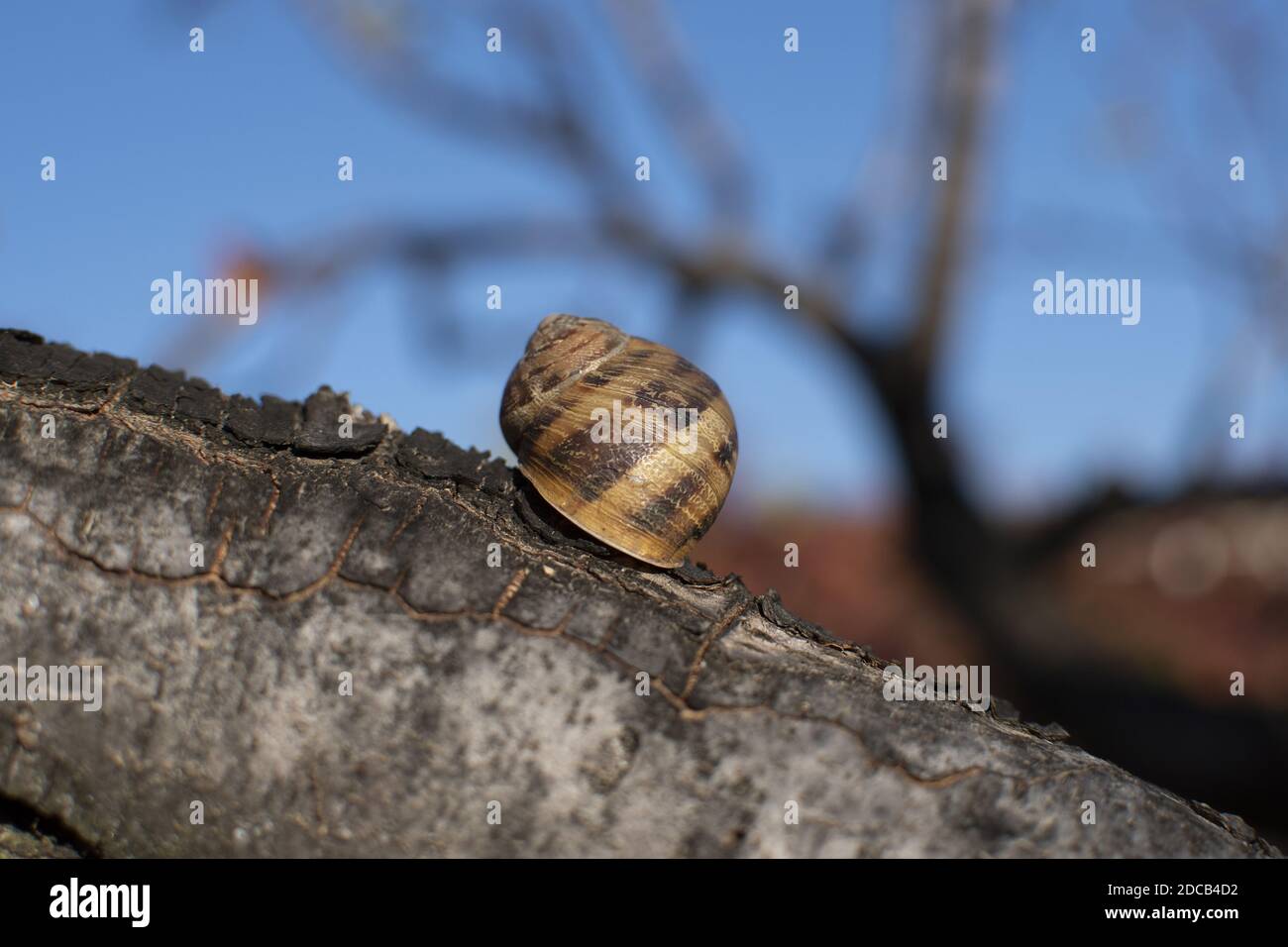 a photograph of a snail in hibernation Stock Photo - Alamy