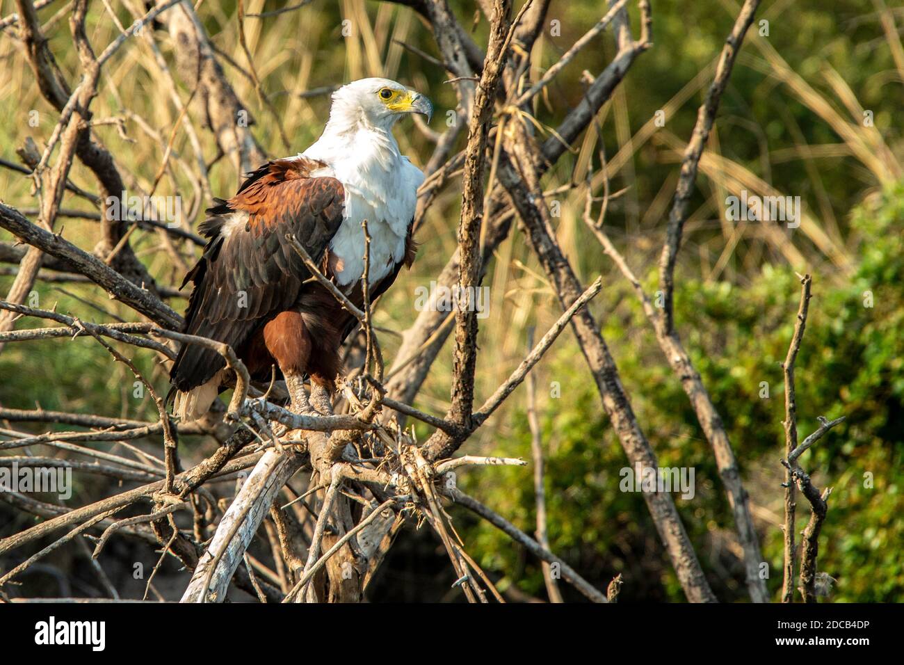 African fish eagle namibia hi-res stock photography and images - Alamy