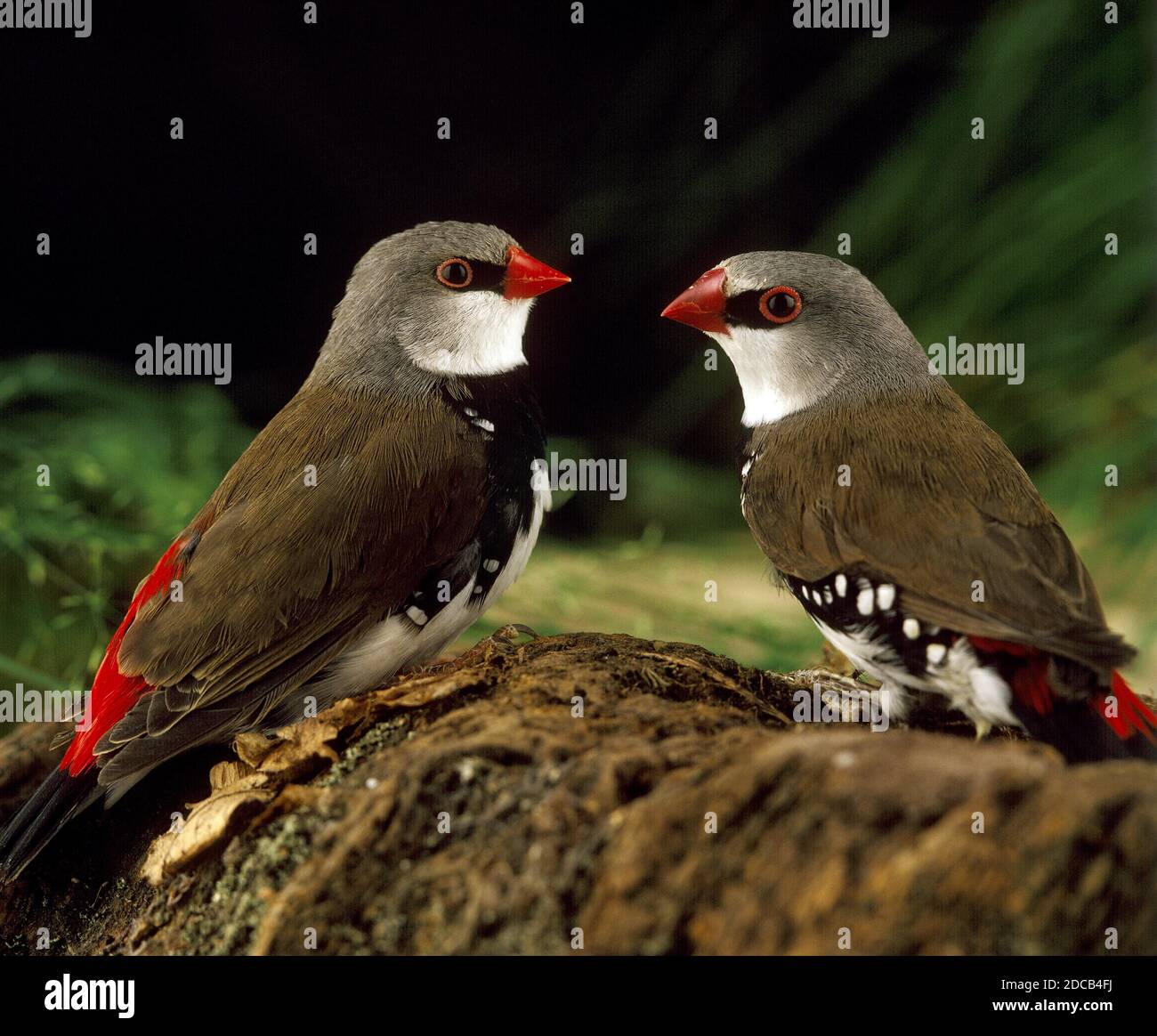 DIAMOND FIRETAIL stagonopleura guttata, ADULTS Stock Photo - Alamy