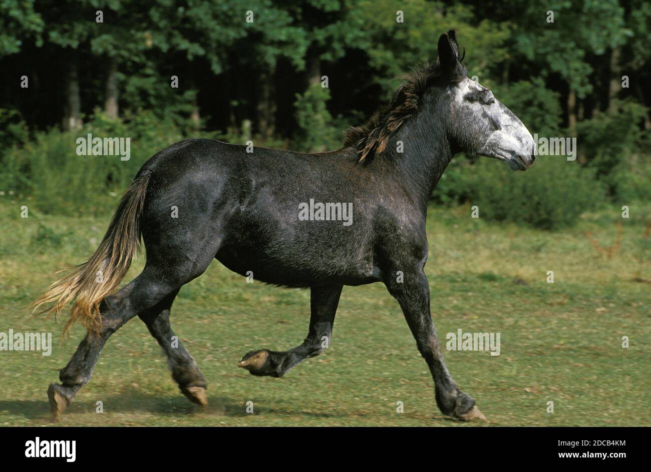 MULE, CROSSBREED OF A MALE DONKEY AND A FEMALE HORSE Stock Photo - Alamy