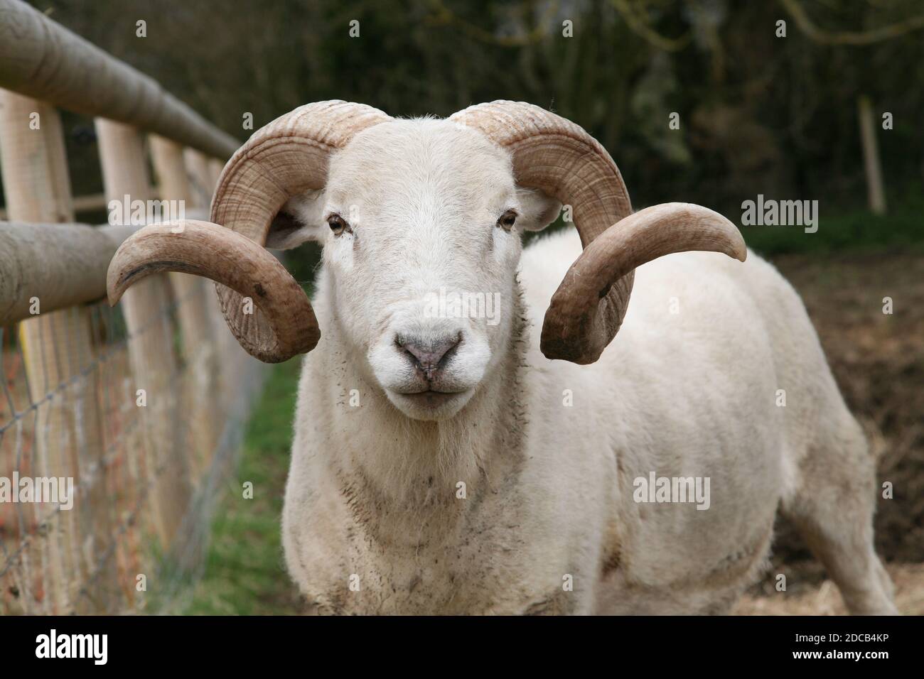 A portrait of a British ram in a field 2 Stock Photo - Alamy
