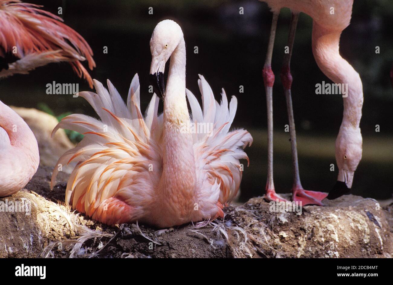 Full standing view of flamingo hi-res stock photography and images - Alamy