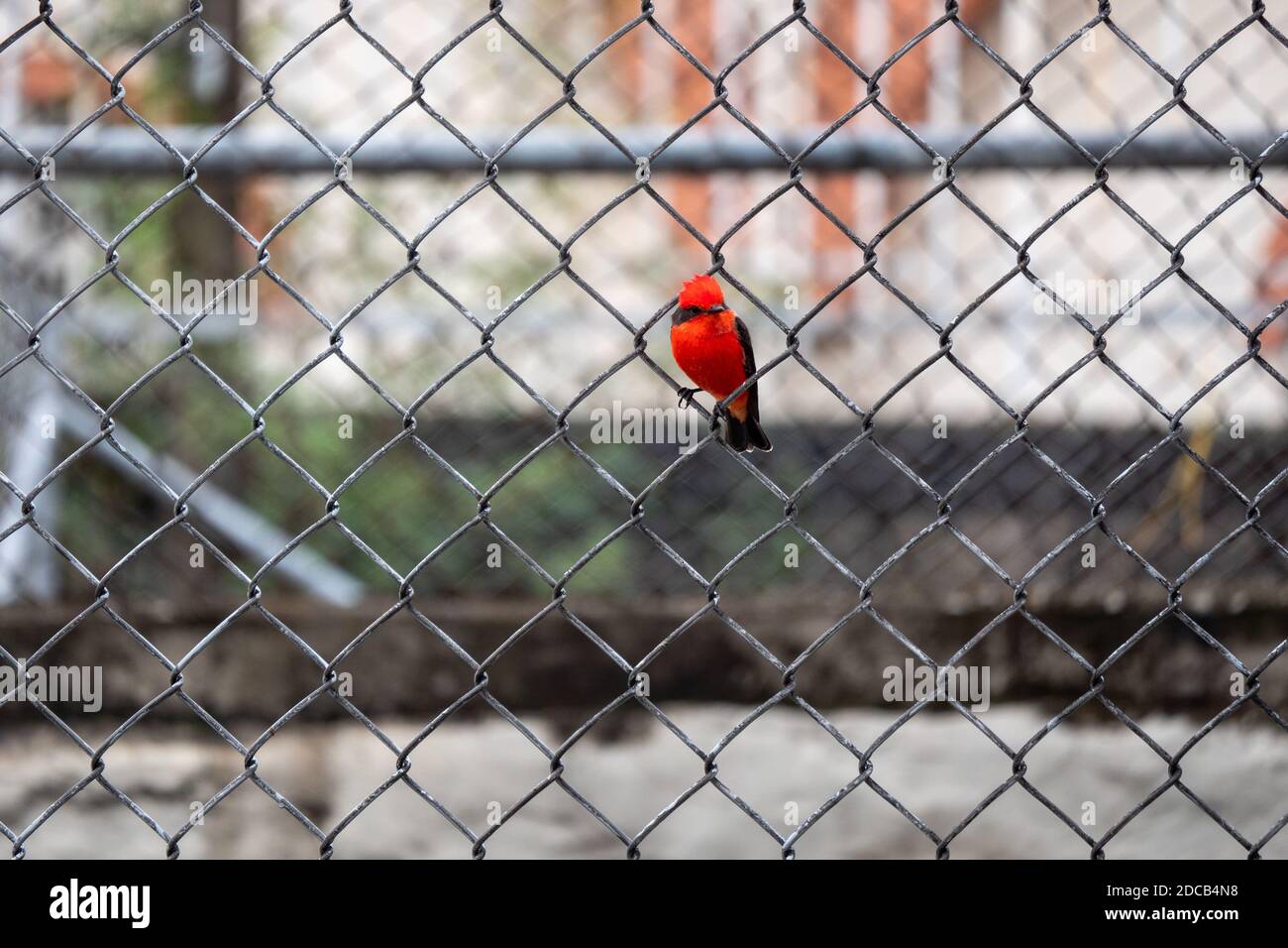 Pyrocephalus Obscurus High Resolution Stock Photography and Images - Alamy