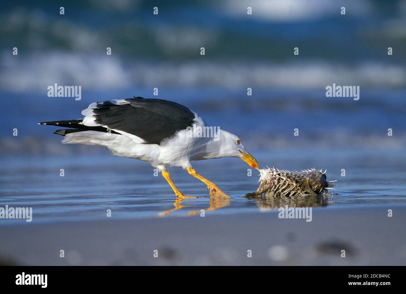KELP GULL larus dominicanus, ADULT EATING FISH ON BEACH, MEXICO Stock ...