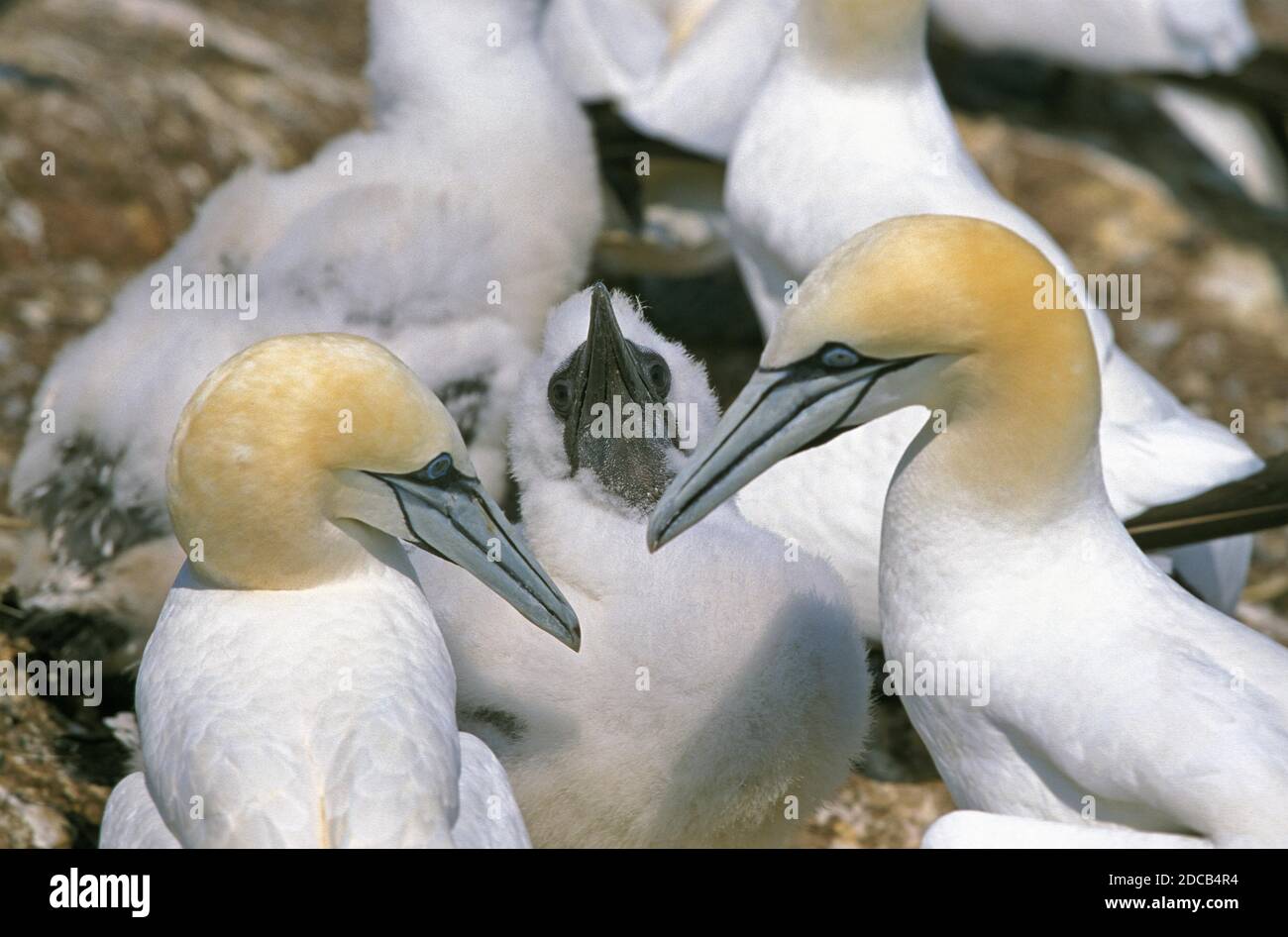 Gannet pair chick young bird hi-res stock photography and images - Alamy