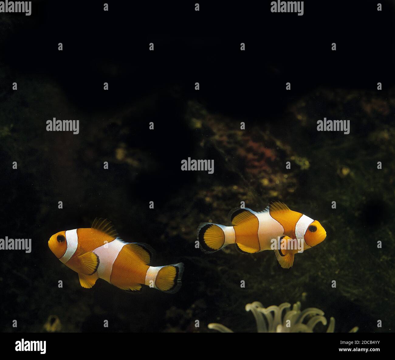 OCELLARIS CLOWNFISH amphiprion ocellaris, ADULTS Stock Photo - Alamy