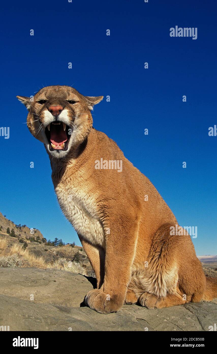 COUGAR puma concolor, ADULT STANDING ON ROCK, SNARLING, MONTANA Stock ...