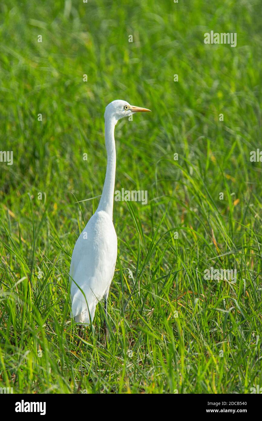 Large egret hi-res stock photography and images - Alamy