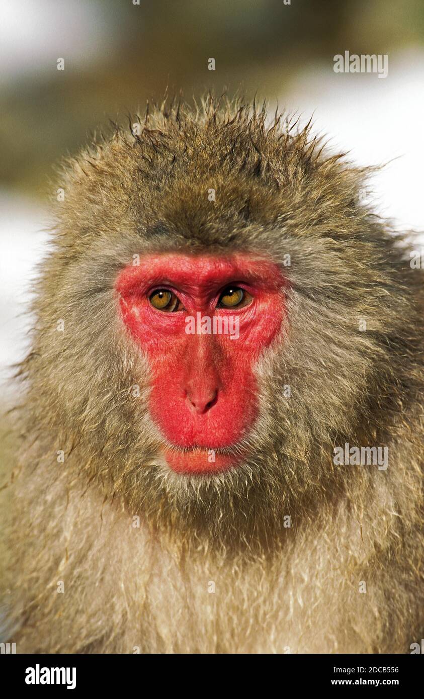 JAPANESE MACAQUE macaca fuscata, PORTRAIT OF ADULT, HOKKAIDO ISLAND IN ...