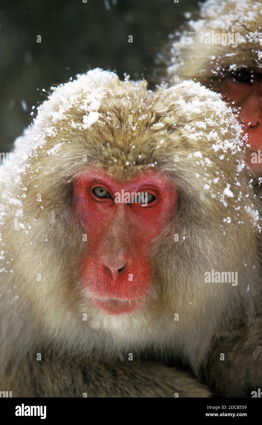 JAPANESE MACAQUE macaca fuscata, PORTRAIT OF ADULT COVERED IN SNOW ...