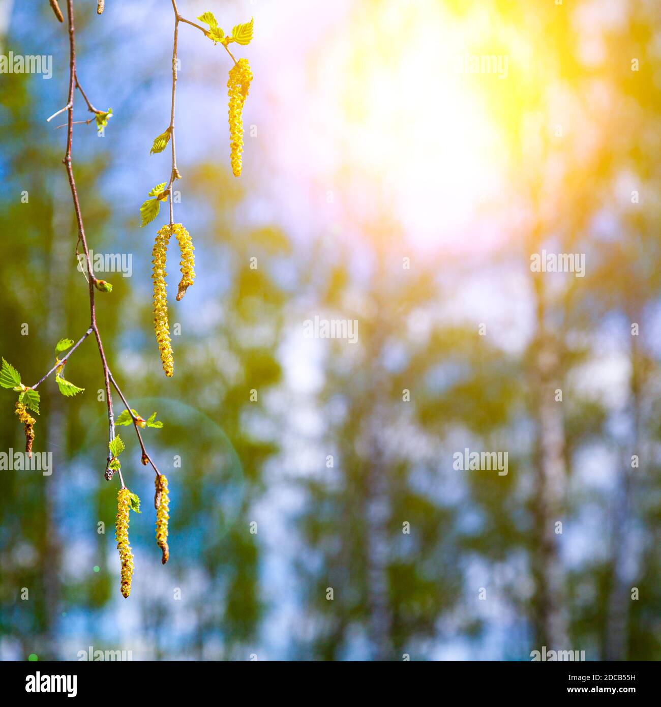 Beautiful spring landscape. Birch grove on a sunny day. Branches close ...