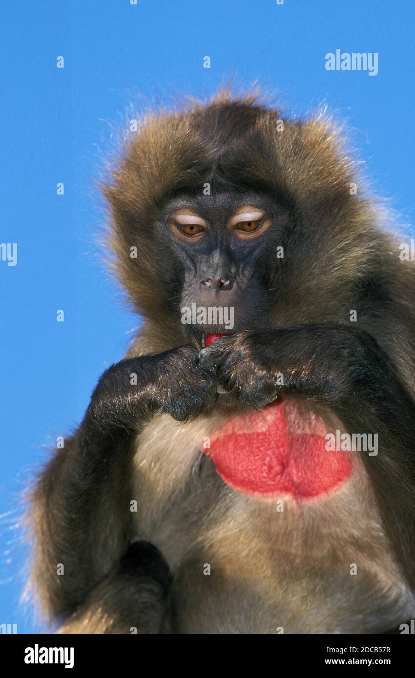 GELADA BABOON theropithecus gelada, FEMALE EATING FRUIT Stock Photo - Alamy