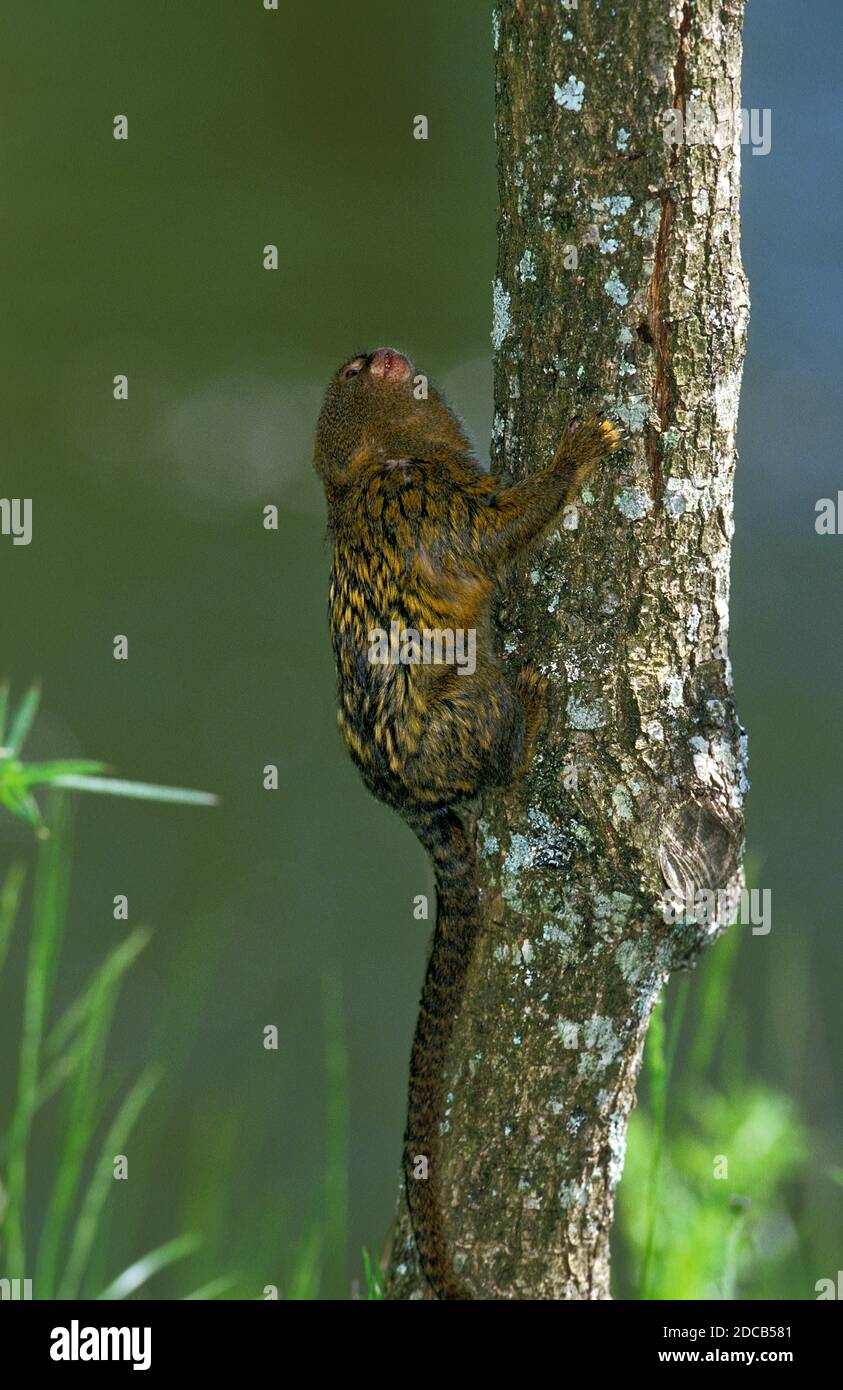 PYGMY MARMOSET callithrix pygmaea, ADULT STANDING ON BRANCH Stock Photo ...