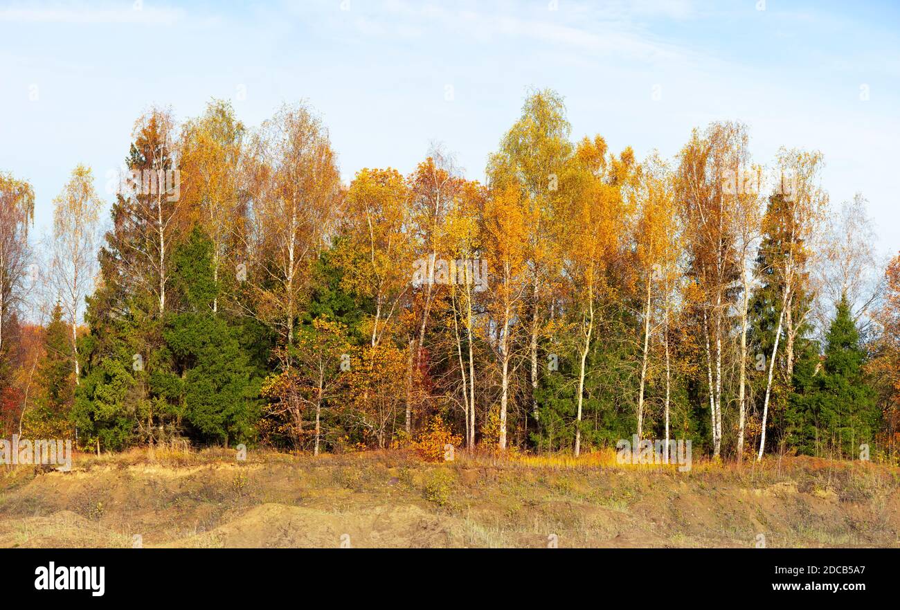 Green birch leaves during golden hi-res stock photography and images ...