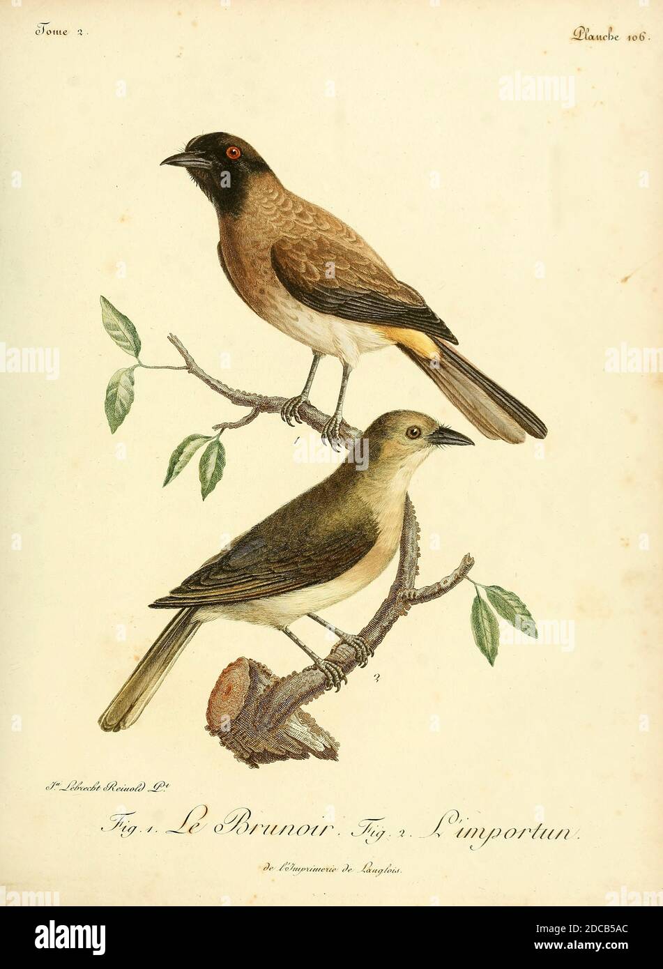 Black fronted bulbul pycnonotus nigricans hi-res stock photography and ...