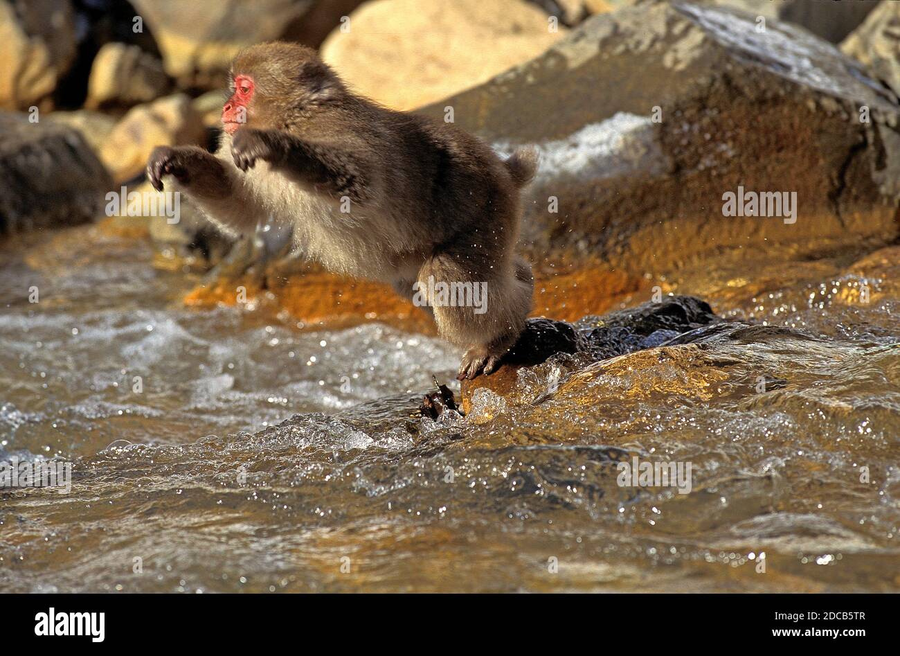 JAPANESE MACAQUE macaca fuscata, ADULT CROSSING STREAM, HOKKAIDO ISLAND ...