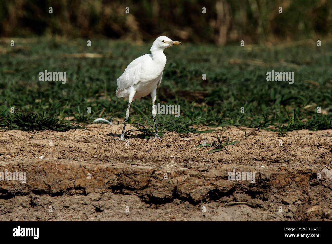Great egret, aka common egret, large egret, great white egret or great ...