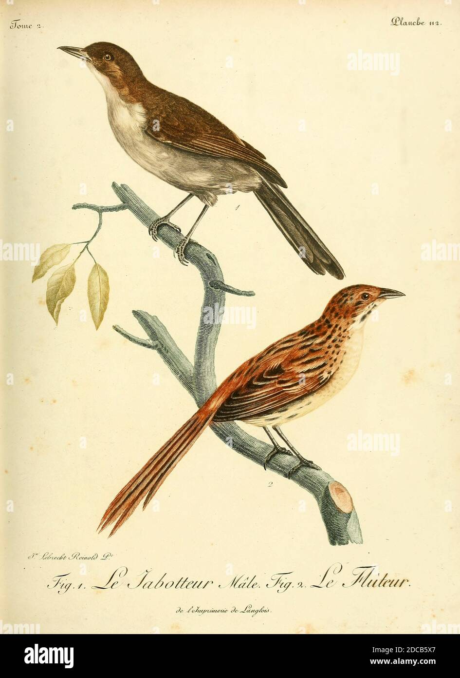 Terrestrial brownbul phyllastrephus terrestris hi-res stock photography ...