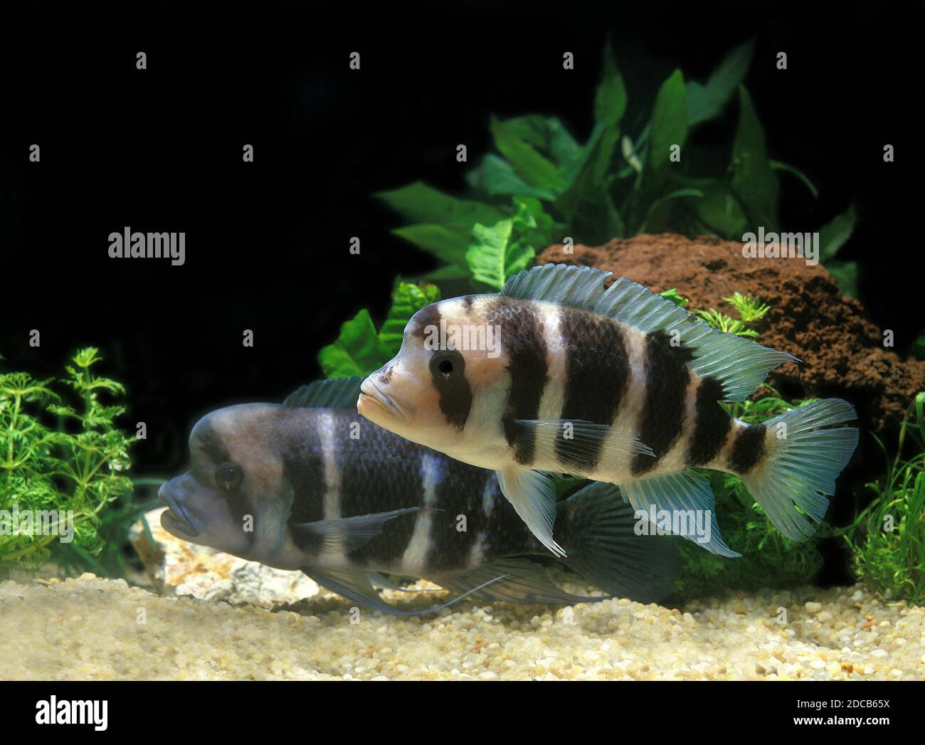 FRONTOSA CICHLID cyphotilapia frontosa, ADULTS Stock Photo - Alamy