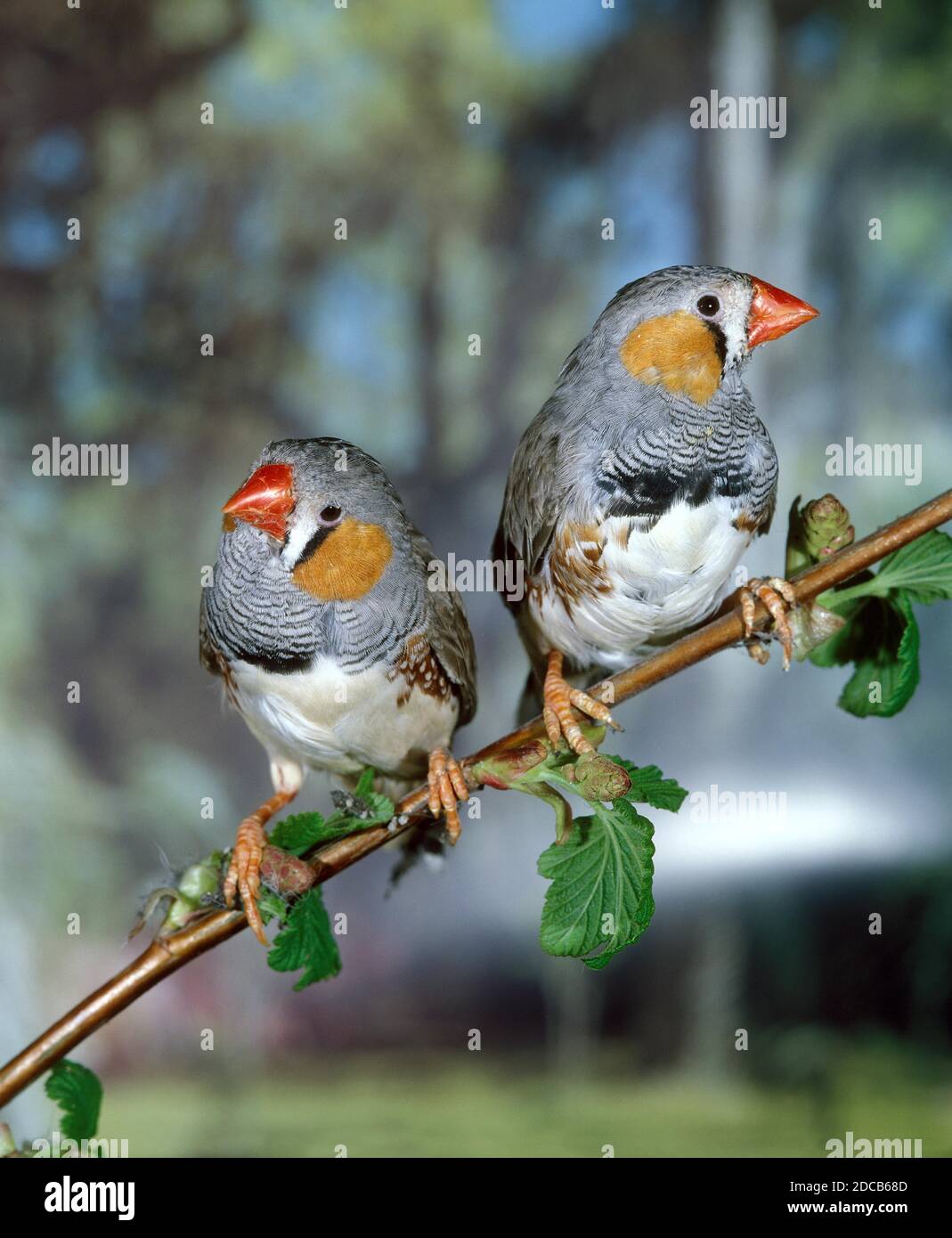 Zebra finch pair hi-res stock photography and images - Alamy