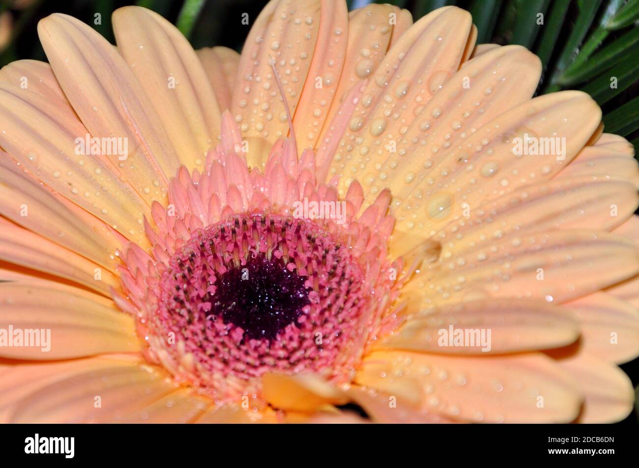 Wet daisies hi-res stock photography and images - Alamy