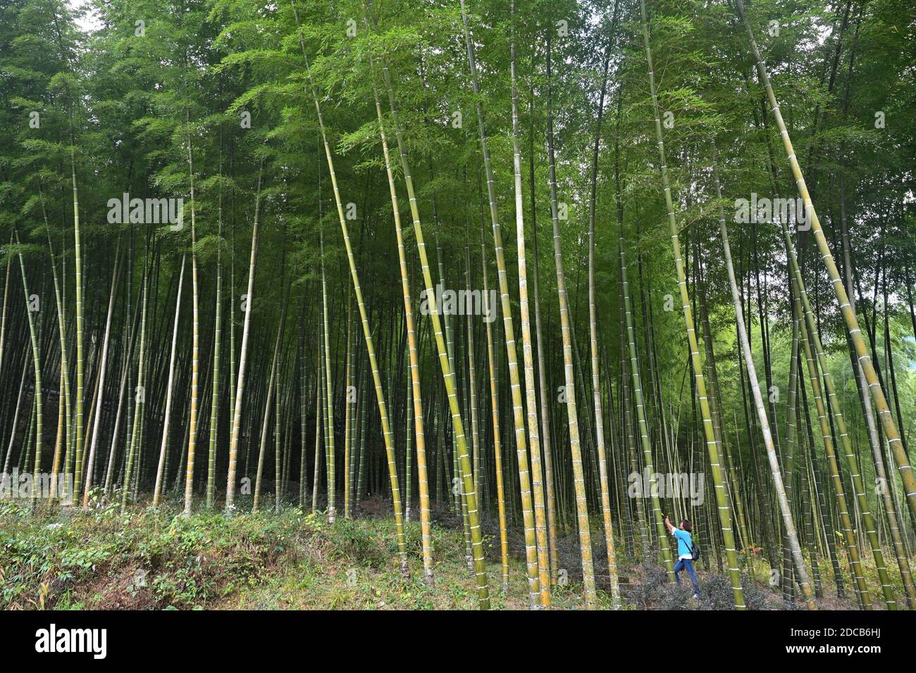 Jiangle, China's Fujian Province. 20th Nov, 2020. A tourist takes ...