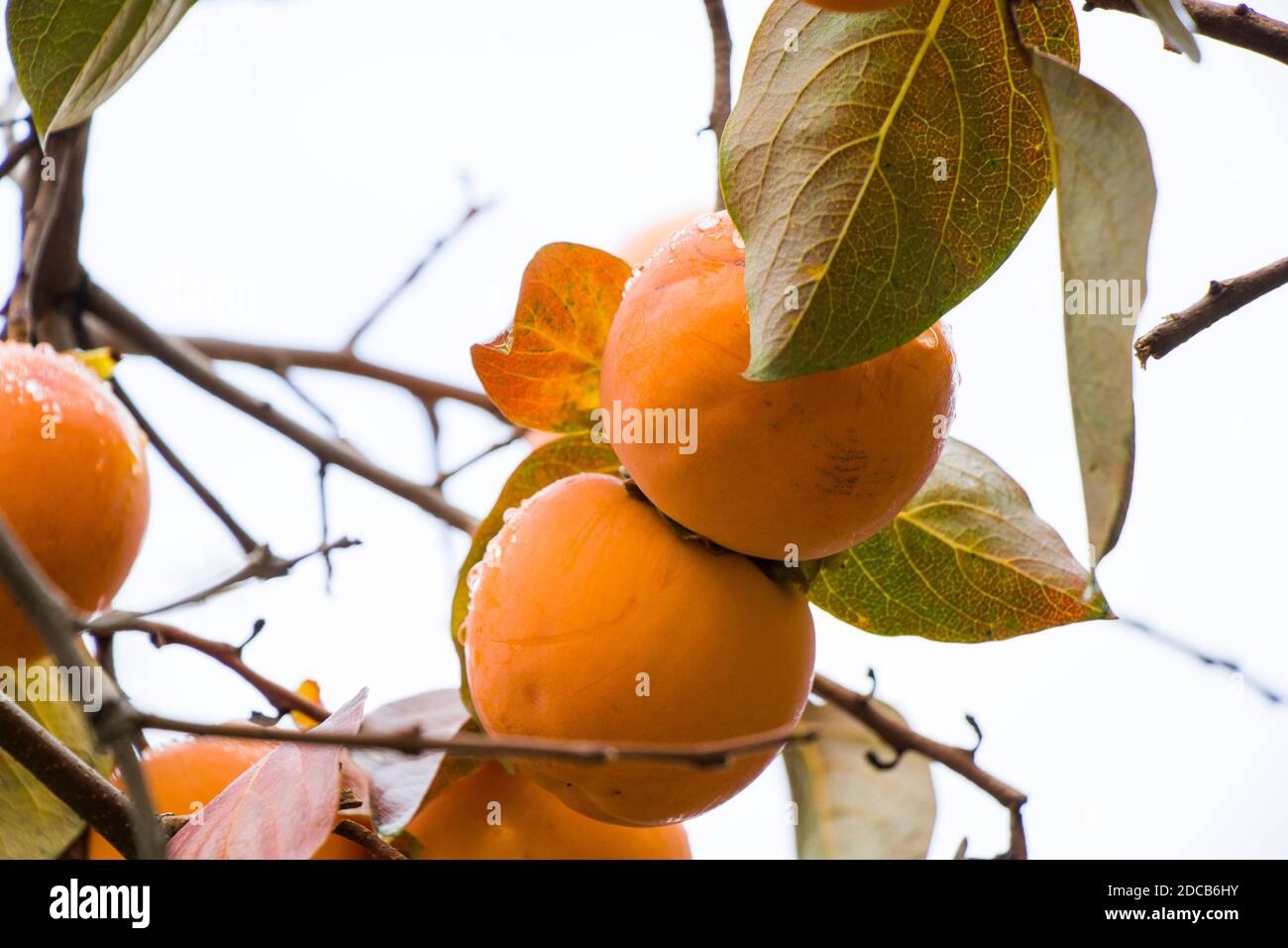 Persimmons on the tree, branch and leaves, autumn fruit close-up in Georgia Stock Photo - Alamy