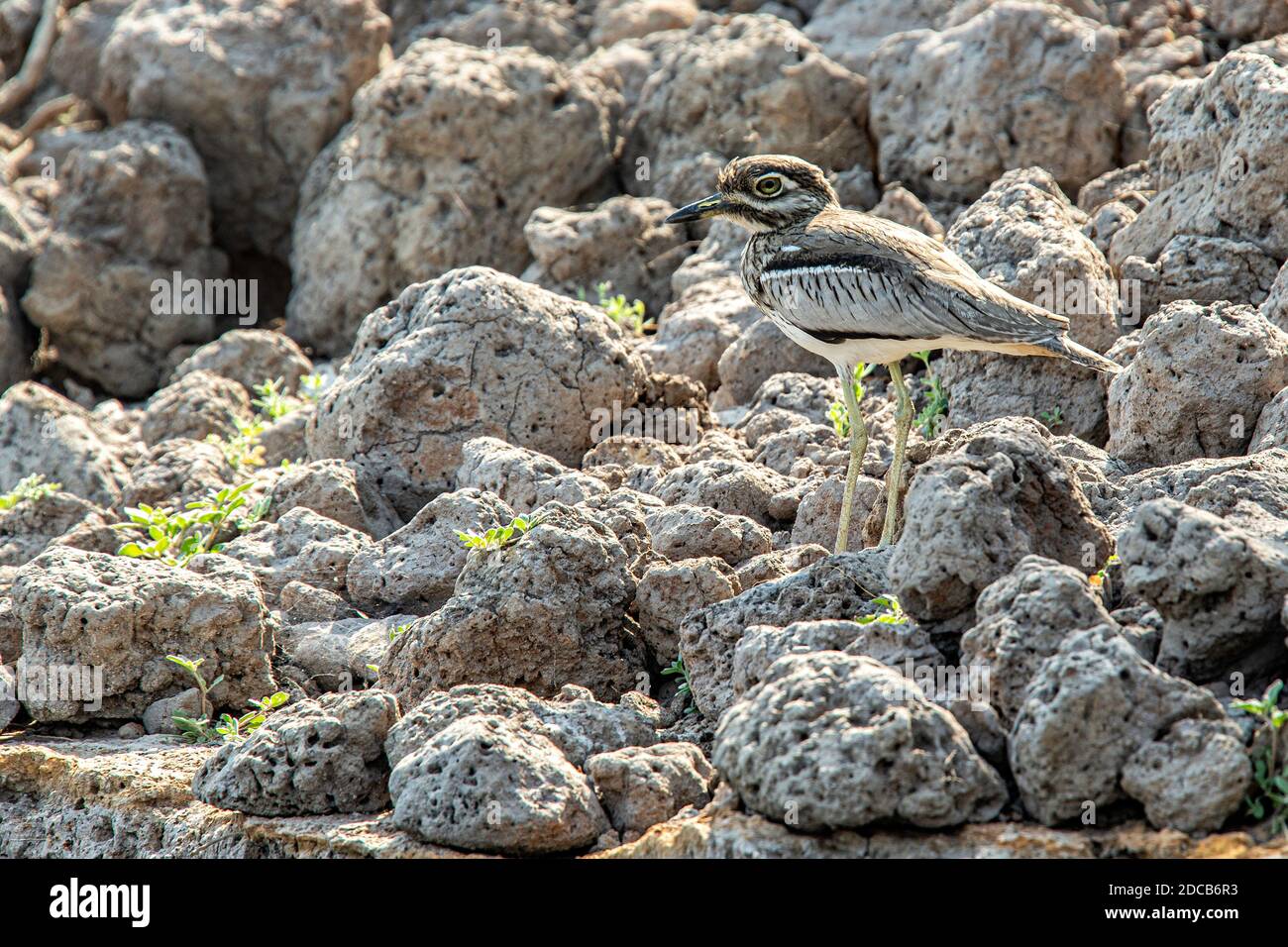 Thick knee on rocks on the Zambezi River bank Stock Photo - Alamy