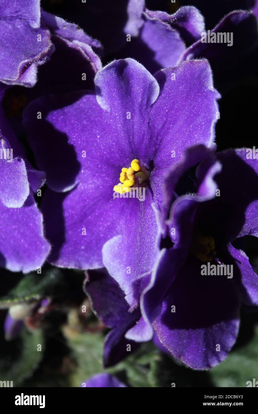 A close up pf deep purple violet flowers Stock Photo - Alamy