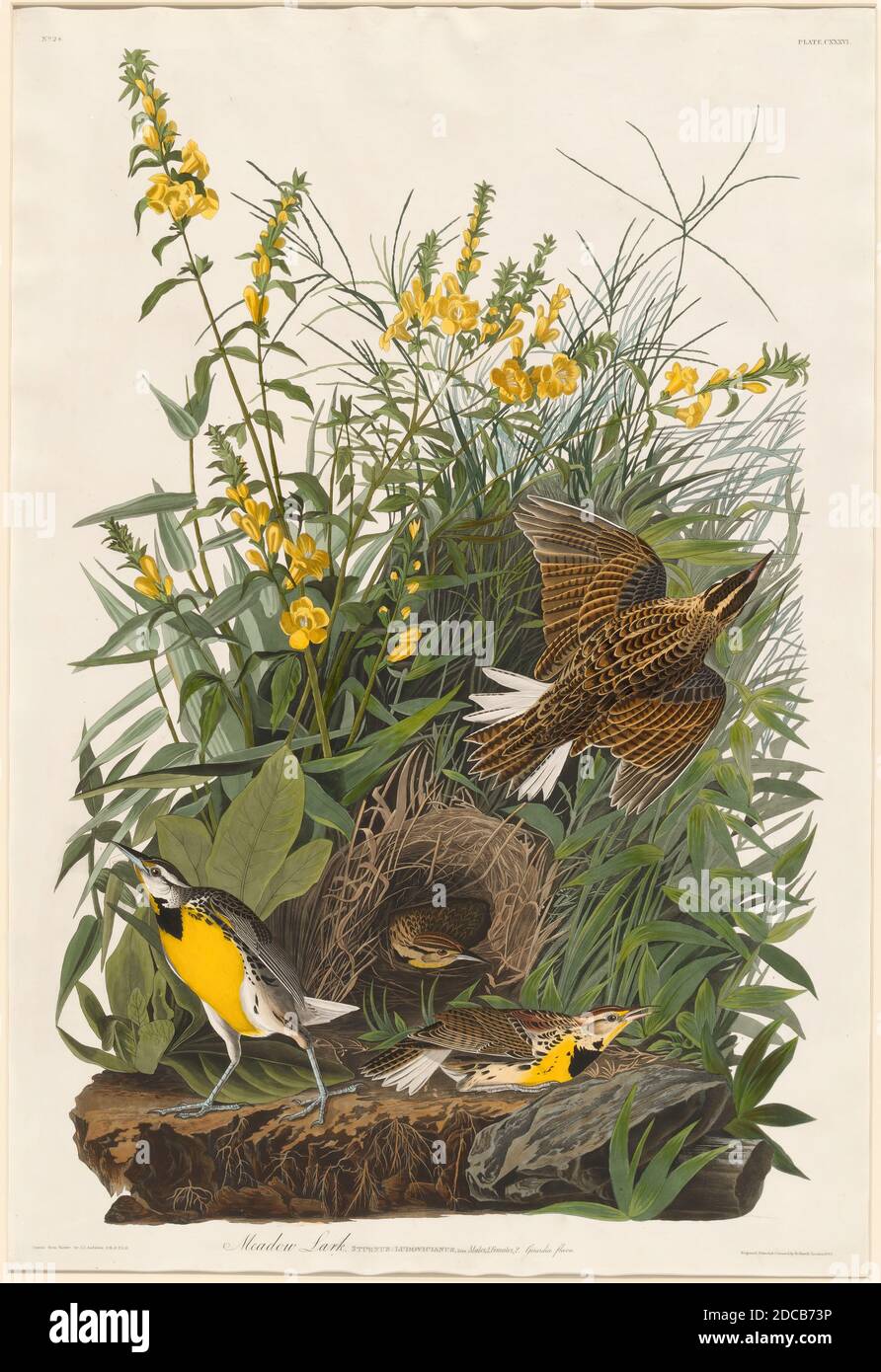 Robert Havell, Jr., (artist), American, born England, 1793 - 1878, John ...