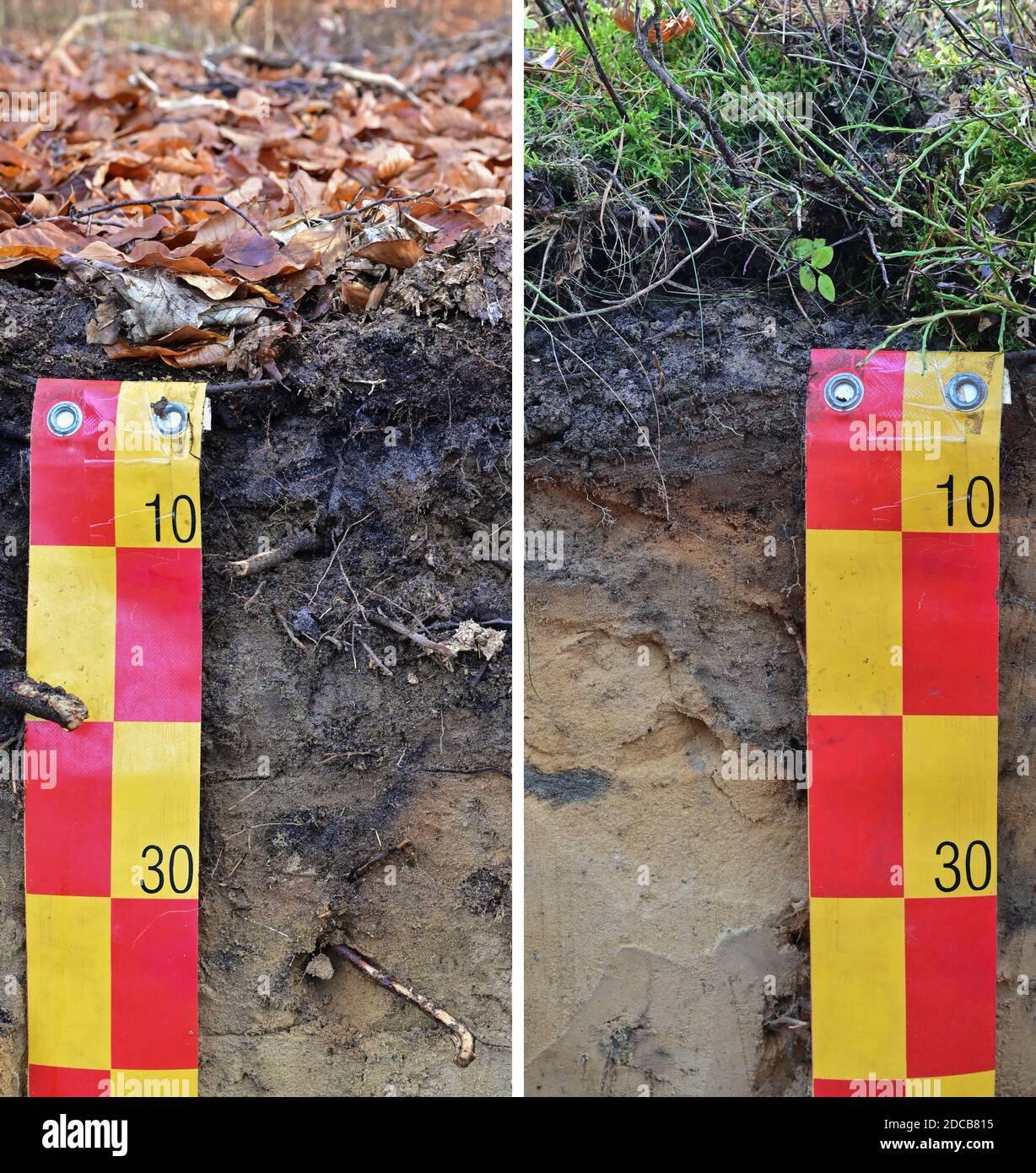 Humus layer hi-res stock photography and images - Alamy