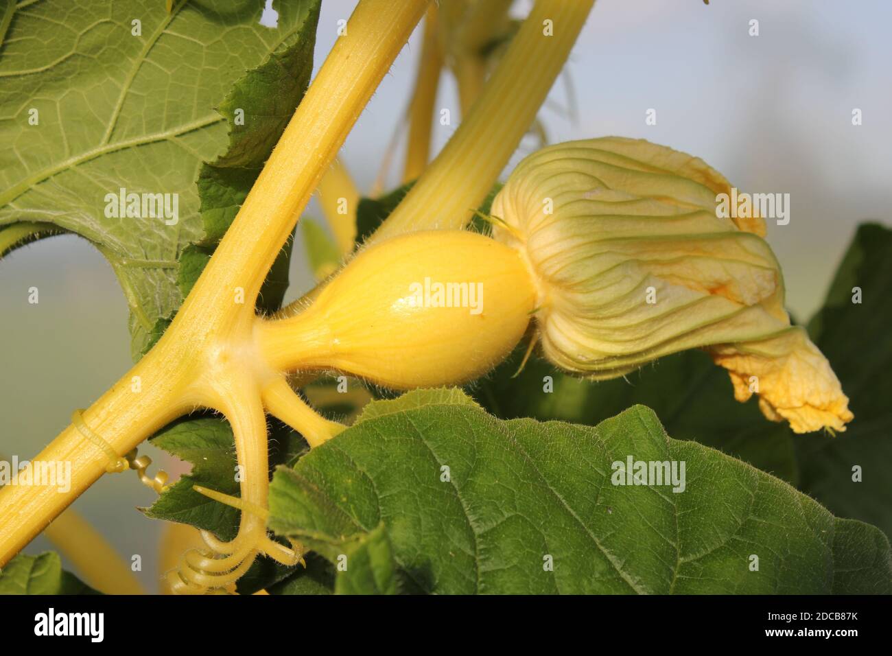 butternut squash growing in the sunlight, in the garden Stock Photo - Alamy