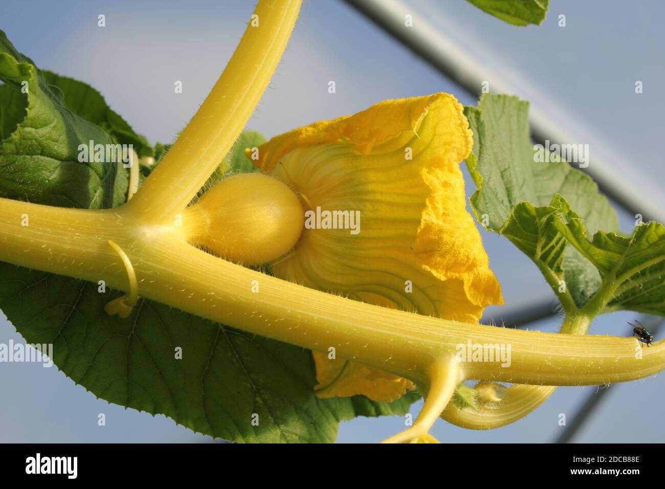 butternut squash growing on its plant in the garden Stock Photo - Alamy