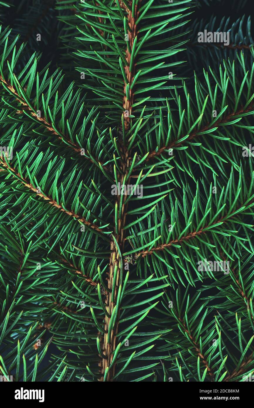 Christmas New Year background from empty pine branches Stock Photo - Alamy
