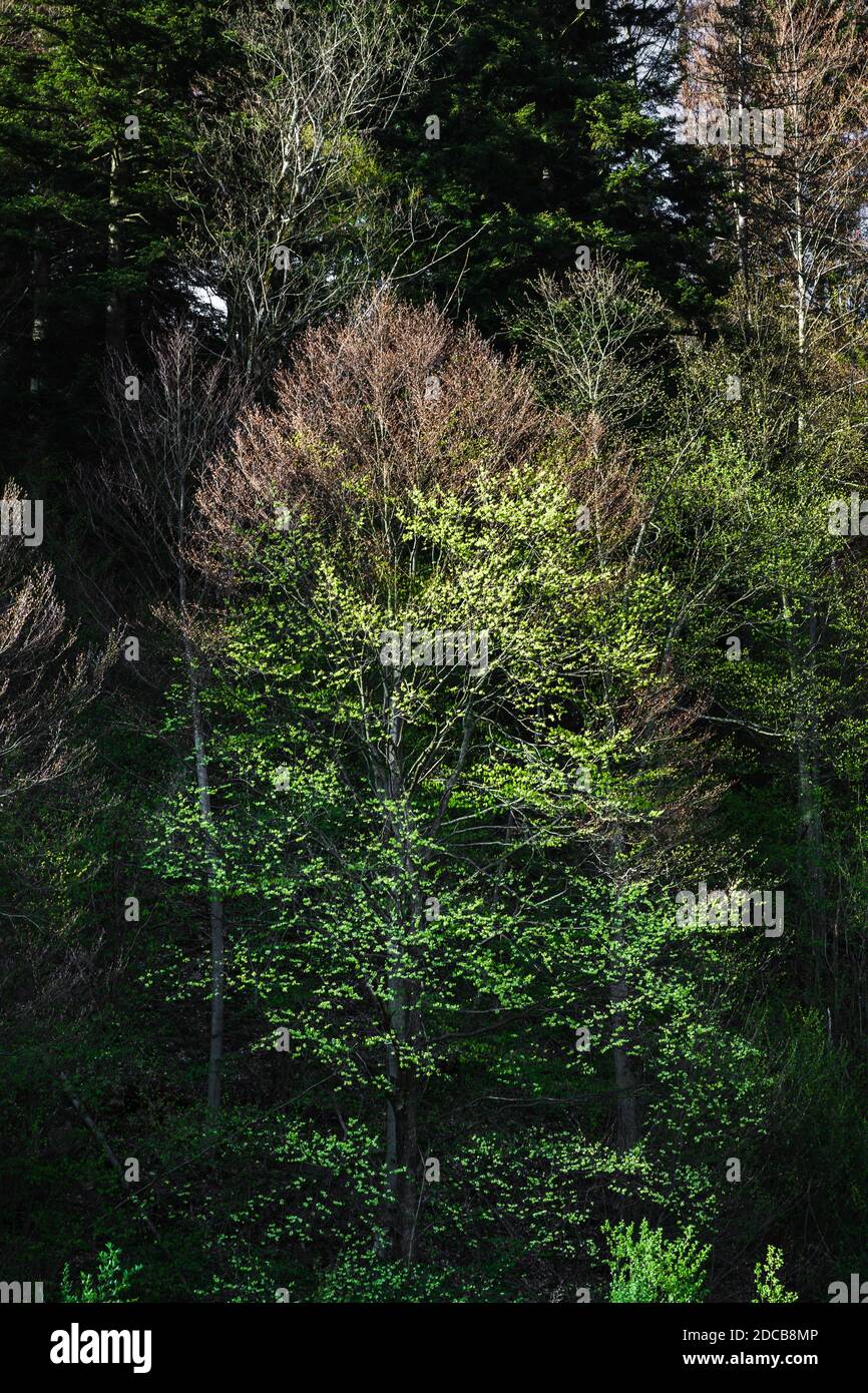 A spring landscape with forest. The sun shining through the trees and ...