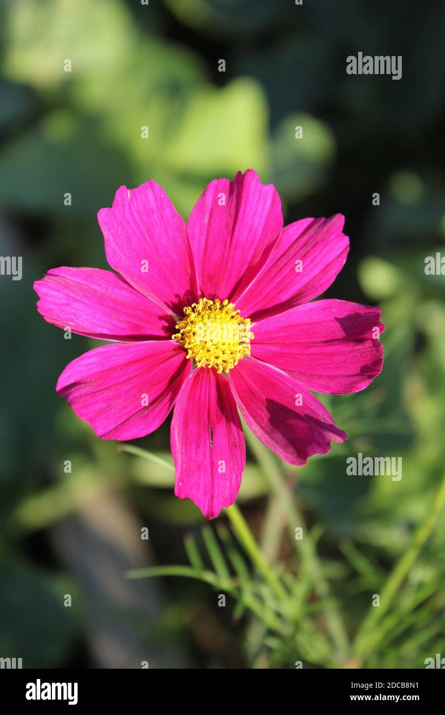 A bright pink cosmos flower head. Cosmos bipannatus Stock Photo - Alamy