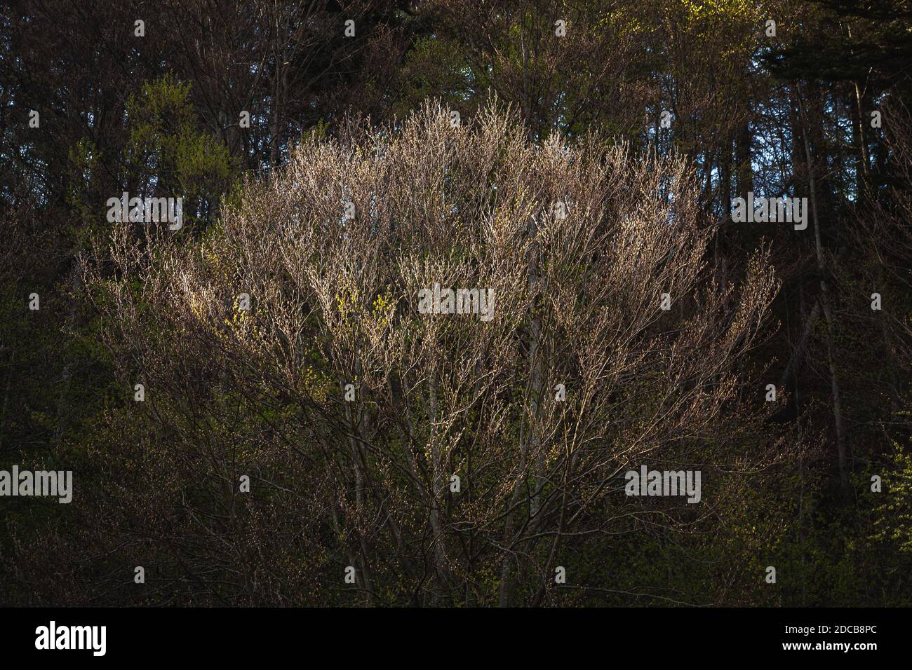 A spring landscape with forest. The sun shining through the trees and ...