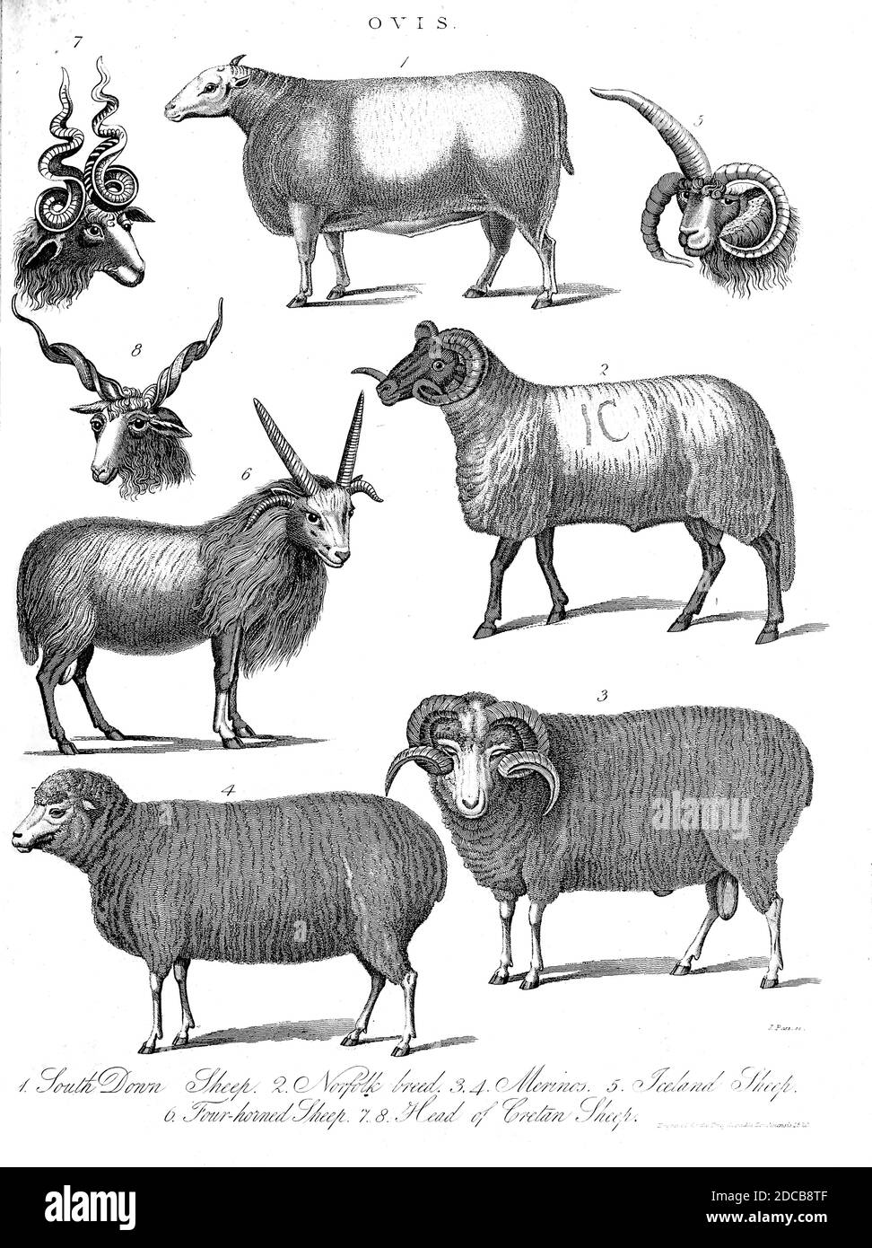Ovis - Various breeds of Sheep, Norfolk breed, Merino, Iceland Sheep ...